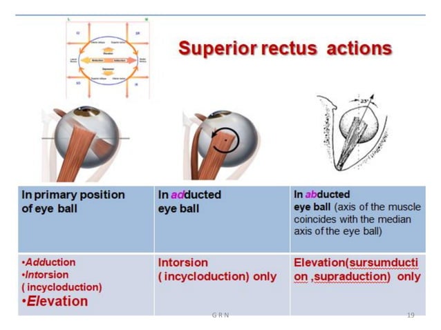 Extraocular muscles | PPT