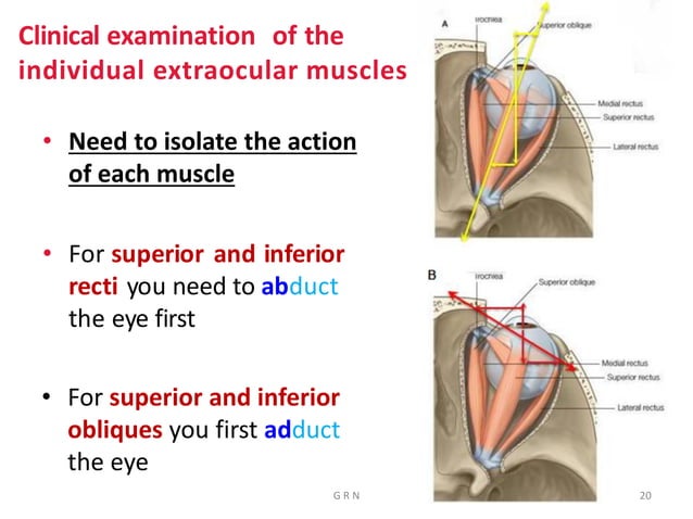 Extraocular muscles | PPT
