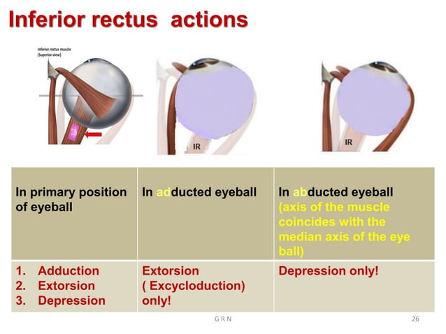 Extraocular muscles | PPT