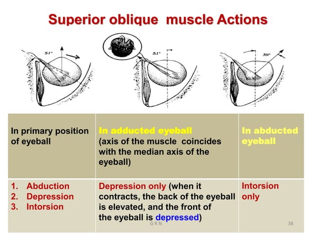 Extraocular muscles | PPT
