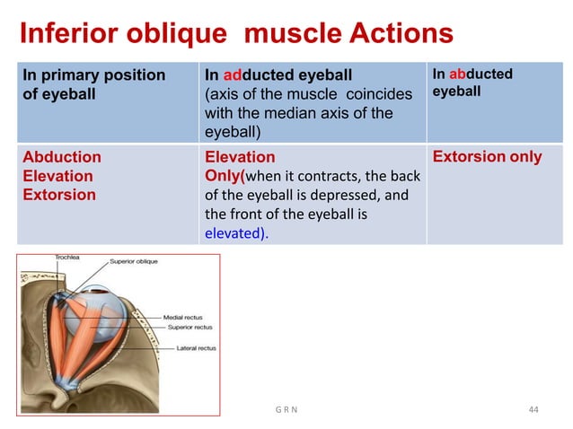 Extraocular muscles | PPT