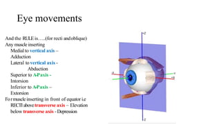 Extra ocular muscles | PDF