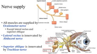 Extra ocular muscles | PDF