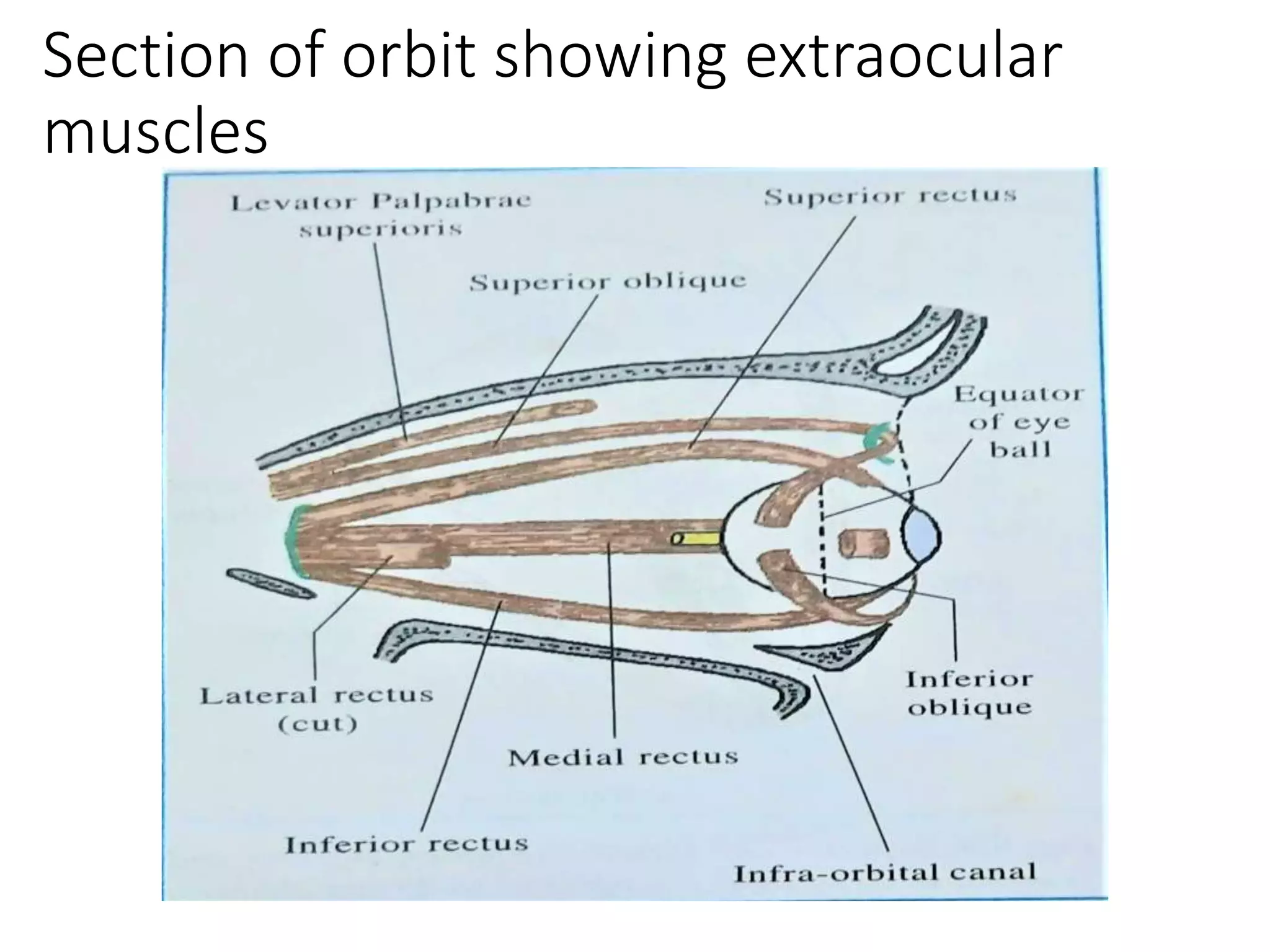 Extraocular muscles | PPTX