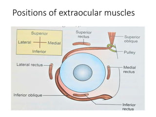 Extraocular muscles | PPTX