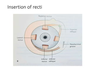 Extraocular muscles | PPTX