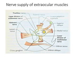 Extraocular muscles | PPTX