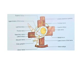 Extraocular muscles | PPTX