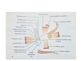 Extraocular muscles | PPTX