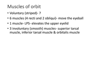 Extraocular muscles | PPTX