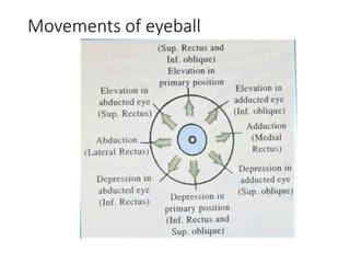 Extraocular muscles | PPTX