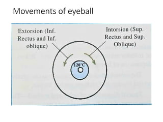 Extraocular muscles | PPTX