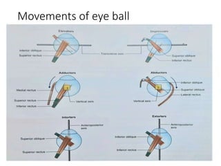 Extraocular muscles | PPTX