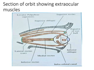 Extraocular muscles | PPTX