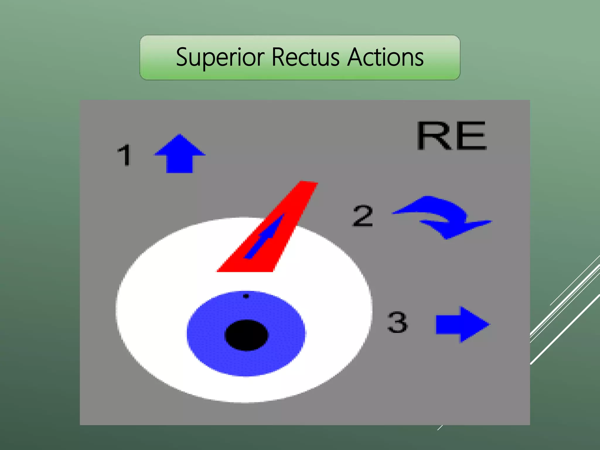 Extraocular muscles.pptx
