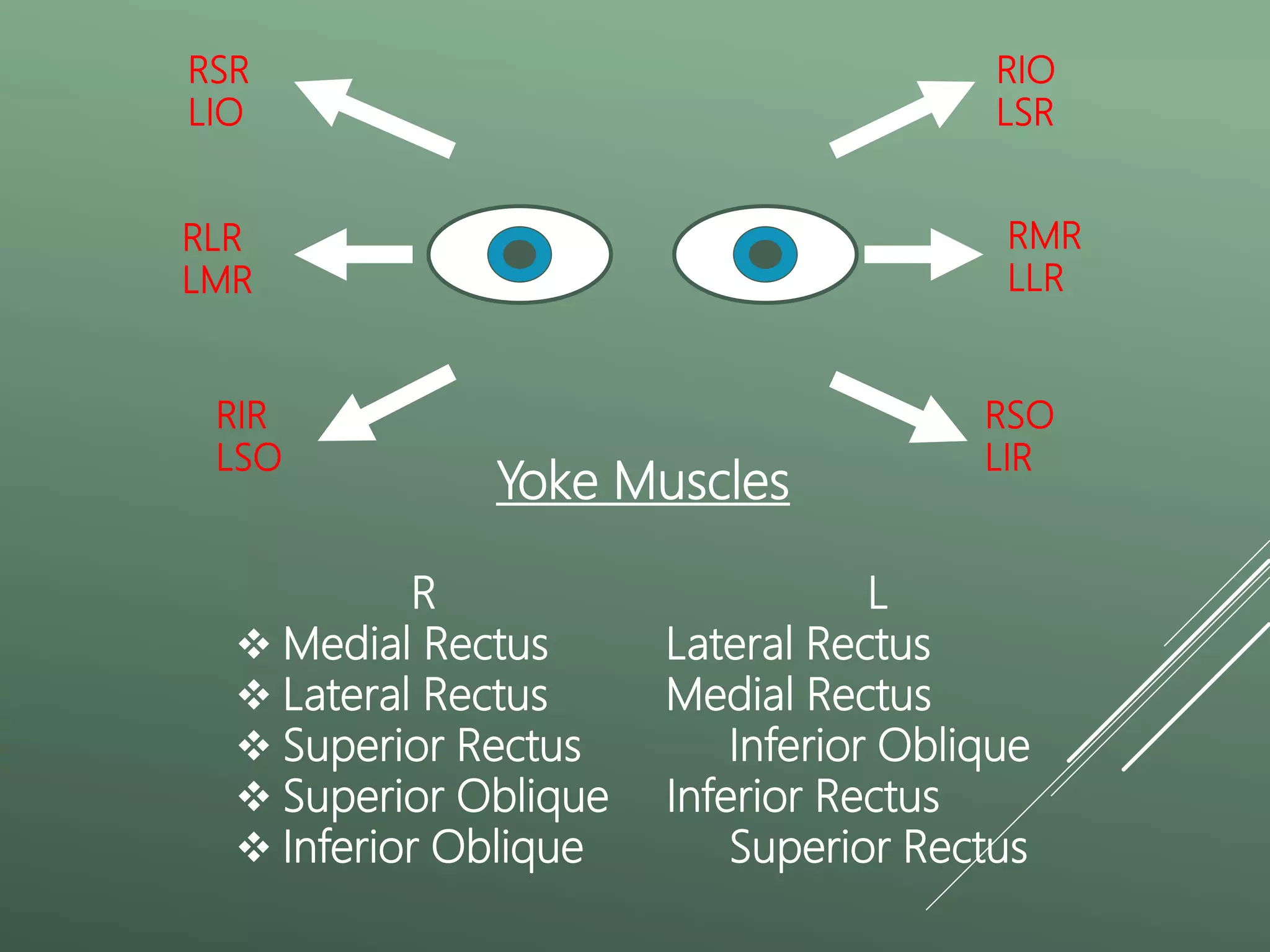 Extraocular muscles.pptx