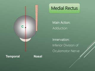 Extraocular muscles.pptx