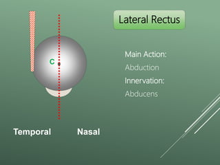 Extraocular muscles.pptx
