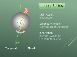 Extraocular muscles.pptx