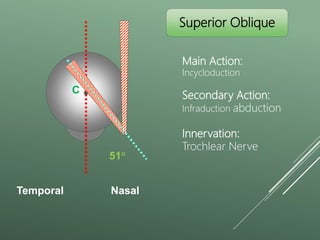 Extraocular muscles.pptx
