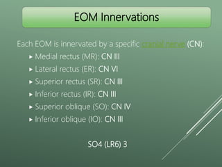 Extraocular muscles.pptx