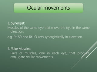 Extraocular muscles.pptx