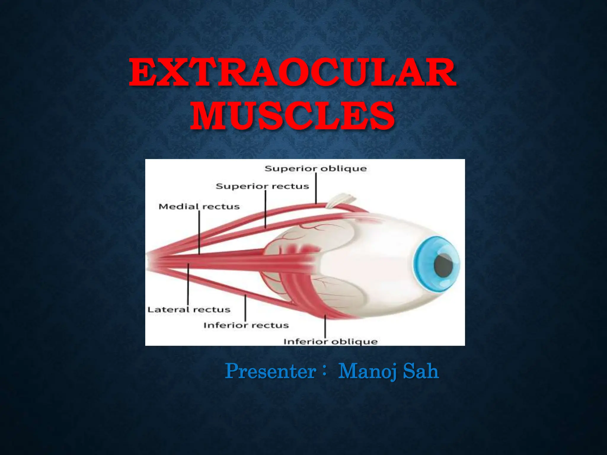 extraocular muscles its function and action | PPT