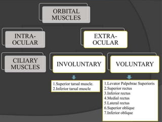 extraocular muscles its function and action | PPT