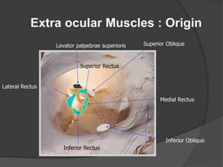 extraocular muscles its function and action | PPT