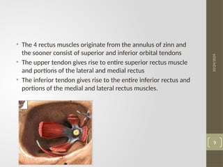 Extraocular muscles.pptx, they are seven muscles | PPT