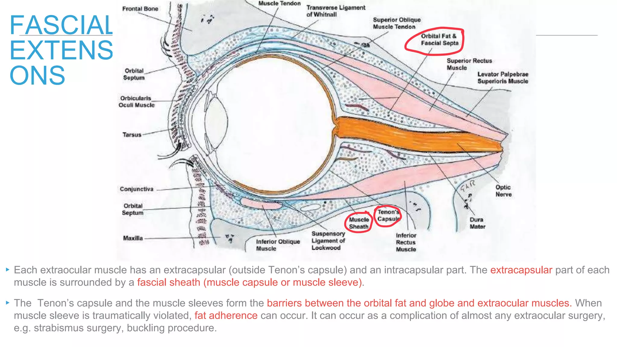 EXTRAOCULAR MUSCLES-APPLIED.pptx
