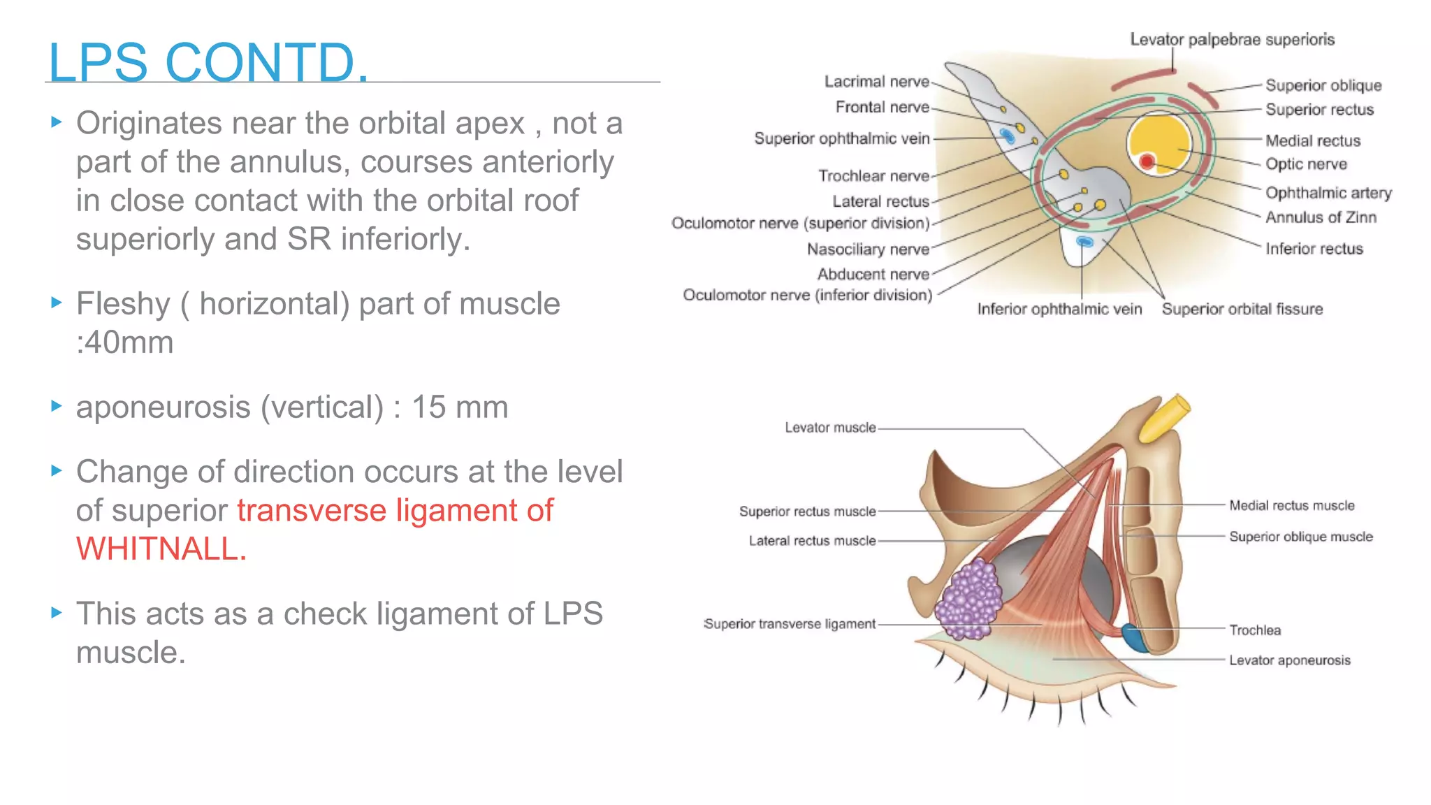 EXTRAOCULAR MUSCLES-APPLIED.pptx