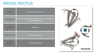 EXTRAOCULAR MUSCLES-APPLIED.pptx