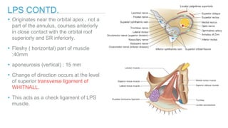 EXTRAOCULAR MUSCLES-APPLIED.pptx