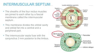 EXTRAOCULAR MUSCLES-APPLIED.pptx