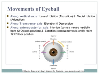 Extraocular muscles dr.gosai | PPT