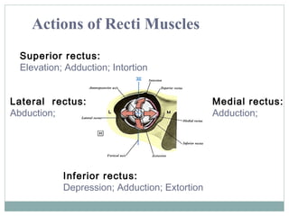 Extraocular muscles dr.gosai | PPT