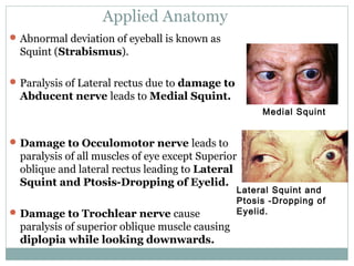 Extraocular muscles dr.gosai | PPT