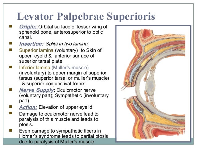 Levator Palpebrae Superioris Origin And Insertion