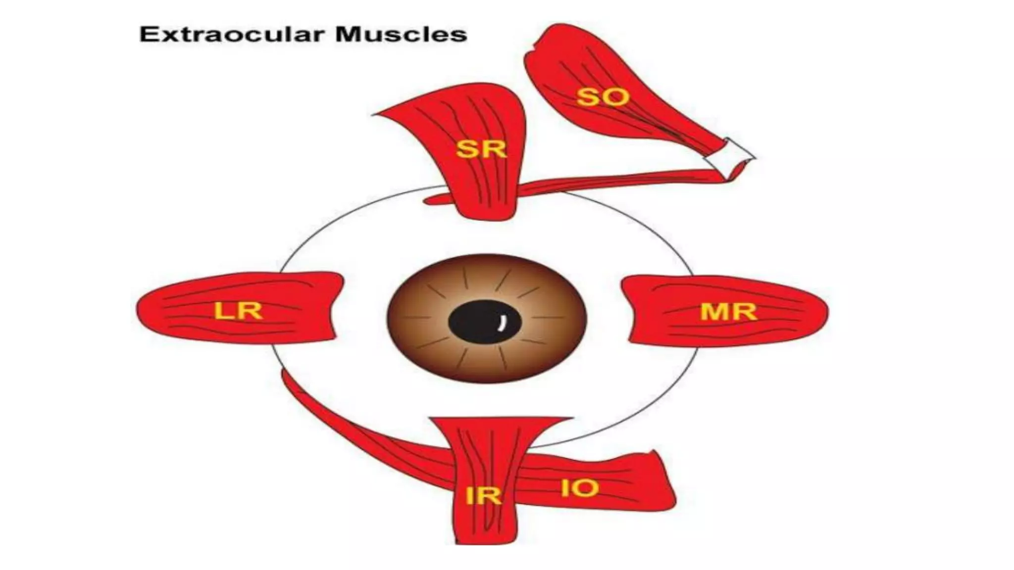 Extraocular muscles anatomy | PDF