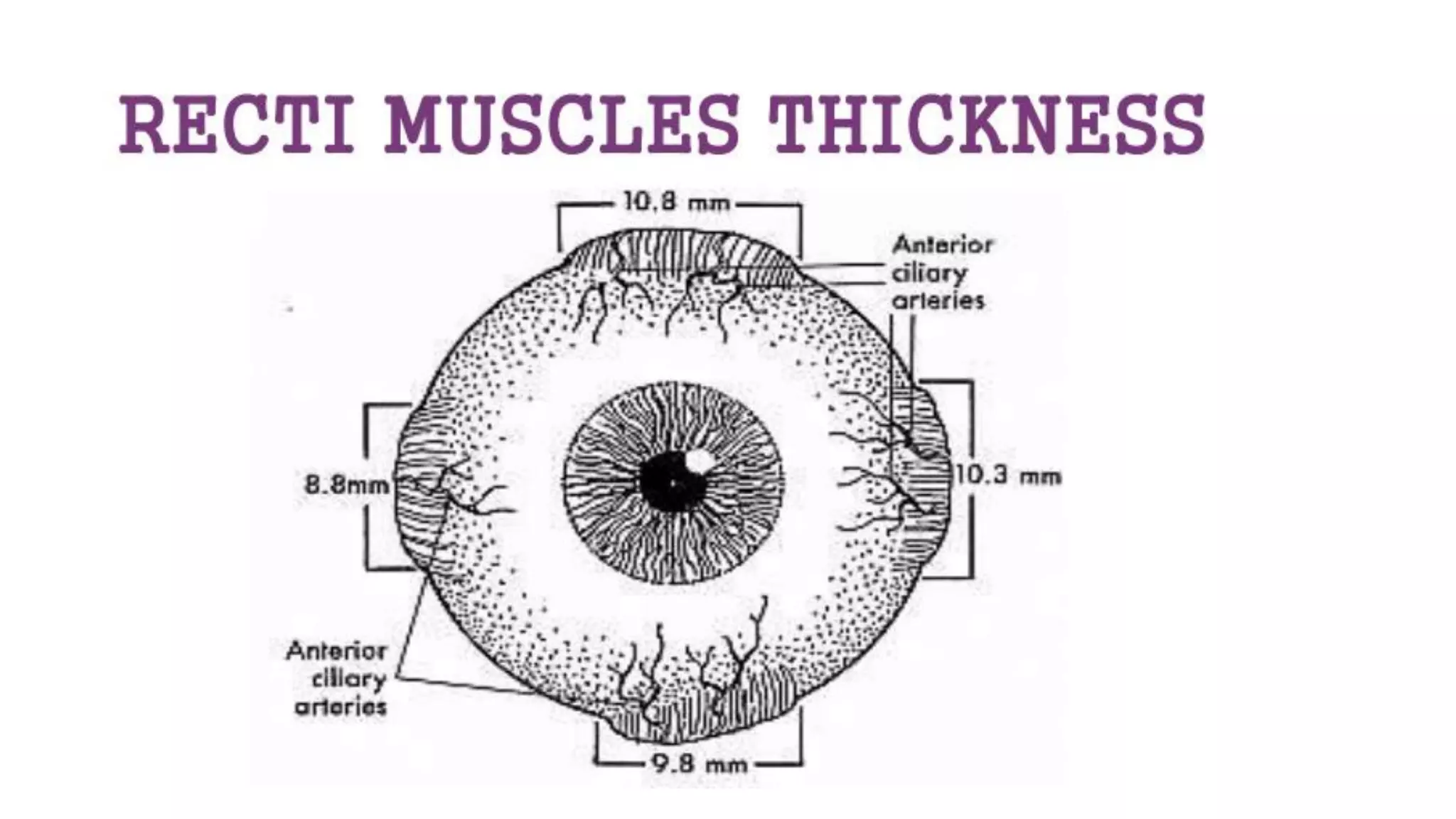 Extraocular muscles anatomy | PDF