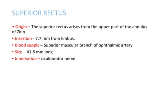 Extraocular muscles anatomy | PDF