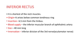 Extraocular muscles anatomy | PDF