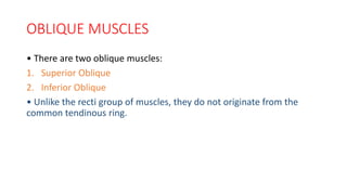 Extraocular muscles anatomy | PDF
