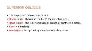 Extraocular muscles anatomy | PDF