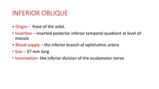 Extraocular muscles anatomy | PDF