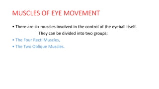 Extraocular muscles anatomy | PDF