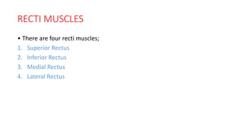 Extraocular muscles anatomy | PDF