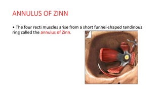 Extraocular muscles anatomy | PDF