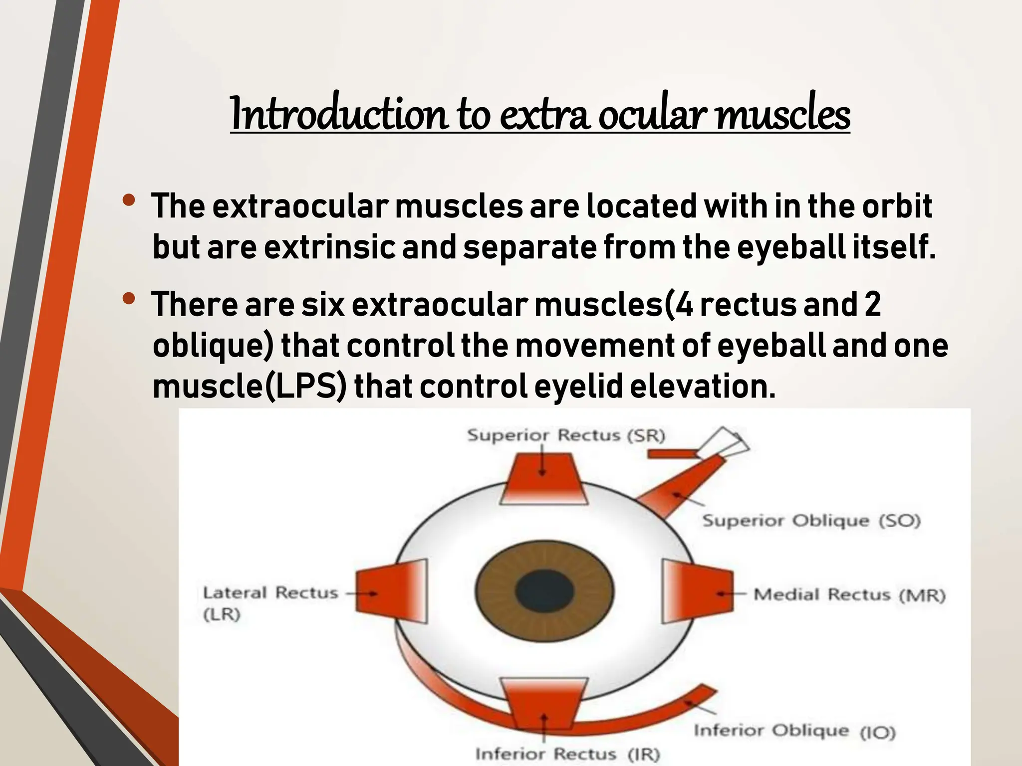 EXTRAOCULAR MUSCLES.pptx